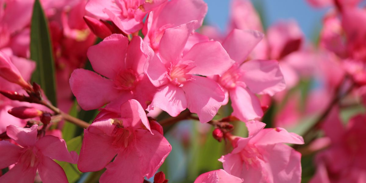 Cómo podar una adelfa | Agromasia.com