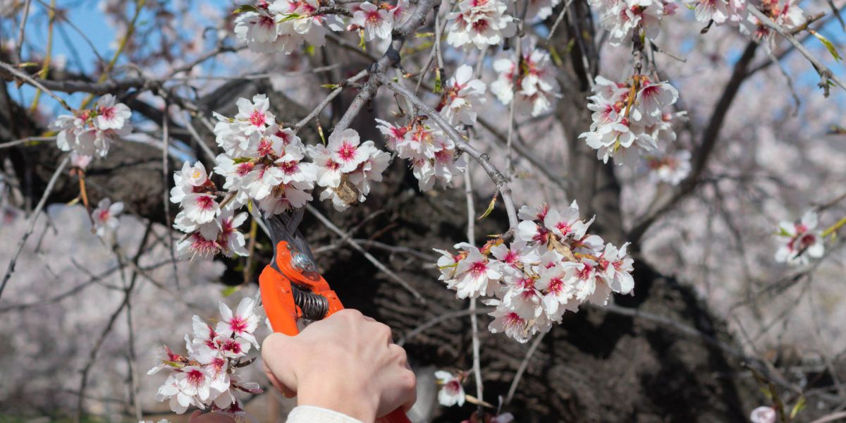 Cómo podar un almendro | Agromasia.com