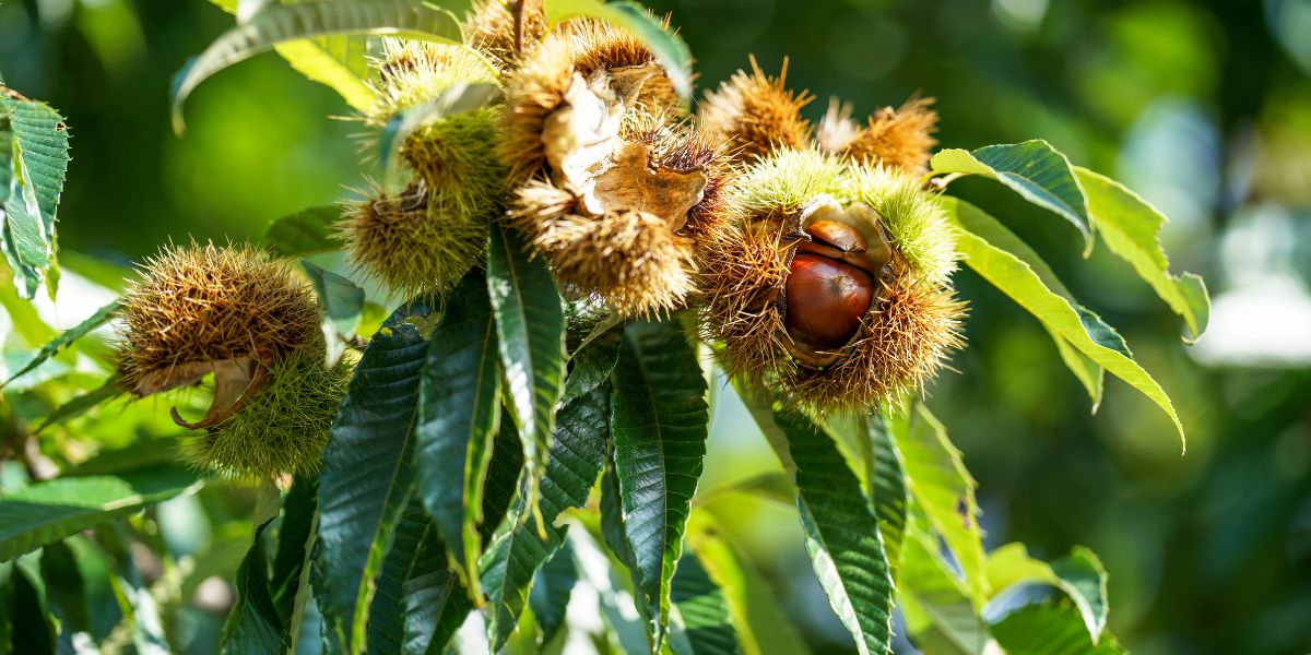Cómo podar un castaño | Agromasia.com