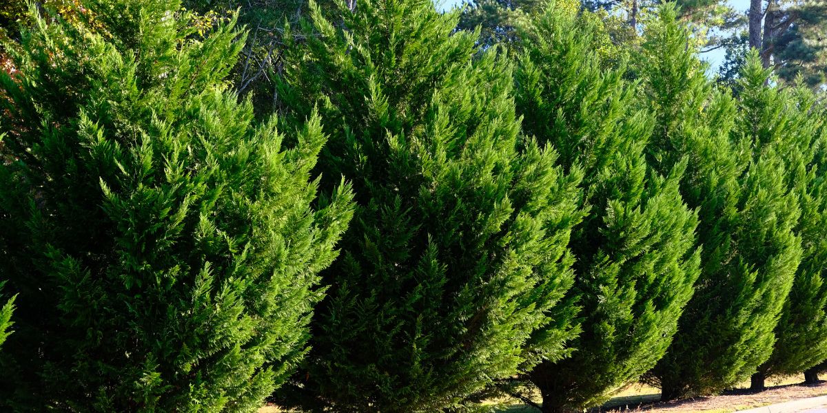 Cómo podar un ciprés | Agromasia.com