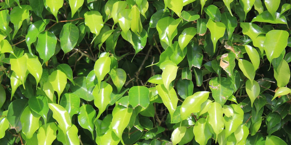 Cómo podar un ficus | Agromasia.com
