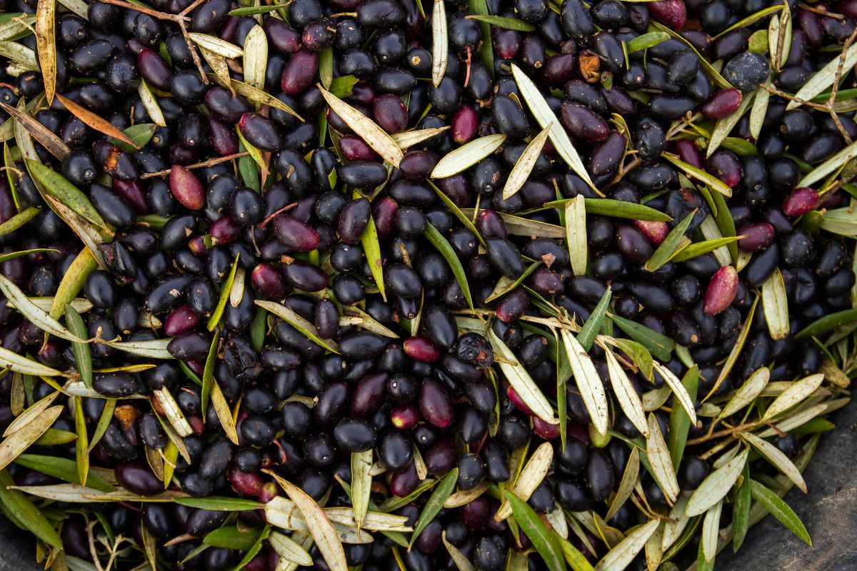 Aceite de Oliva Picual | Agromasia.com